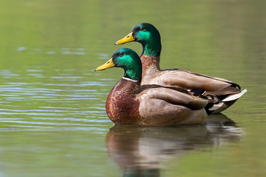 Snapping Turtle Eating Duck