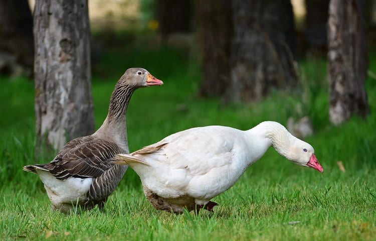 Goose Vs Duck All Differences And Similarities, 57% OFF